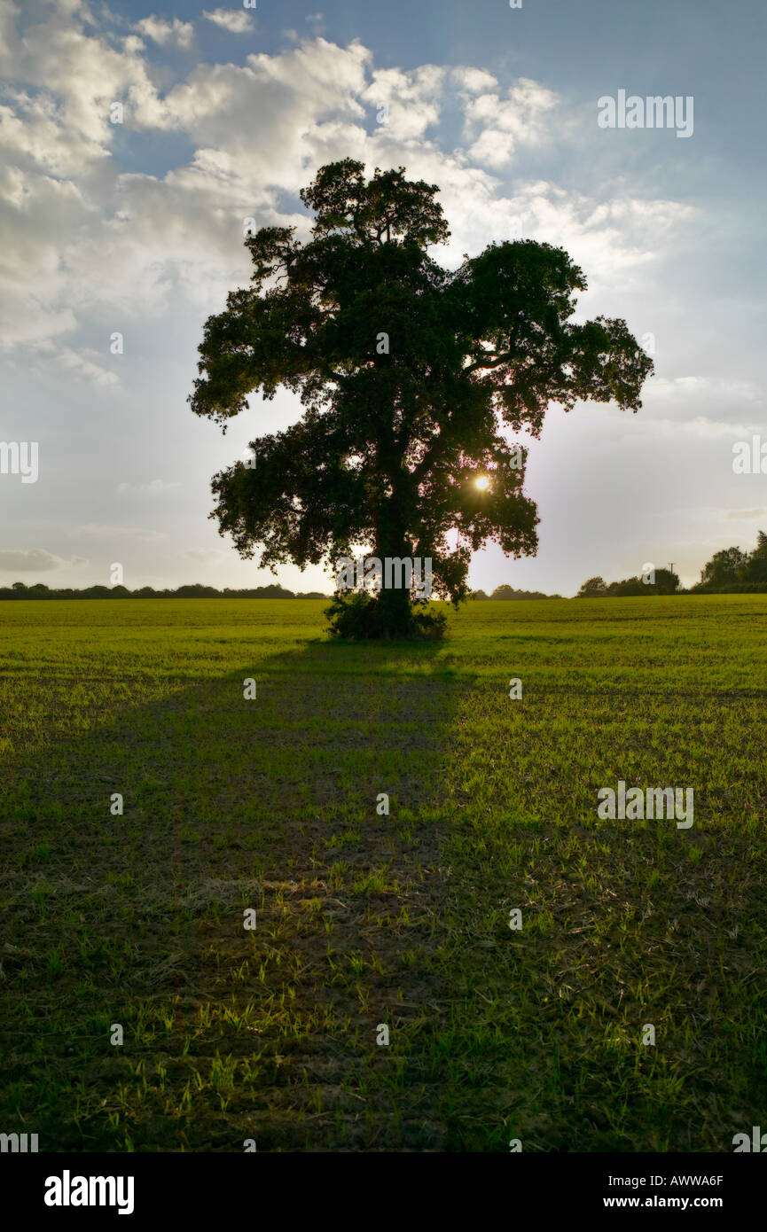 simple rural scene photo technique diffusion Stock Photo - Alamy