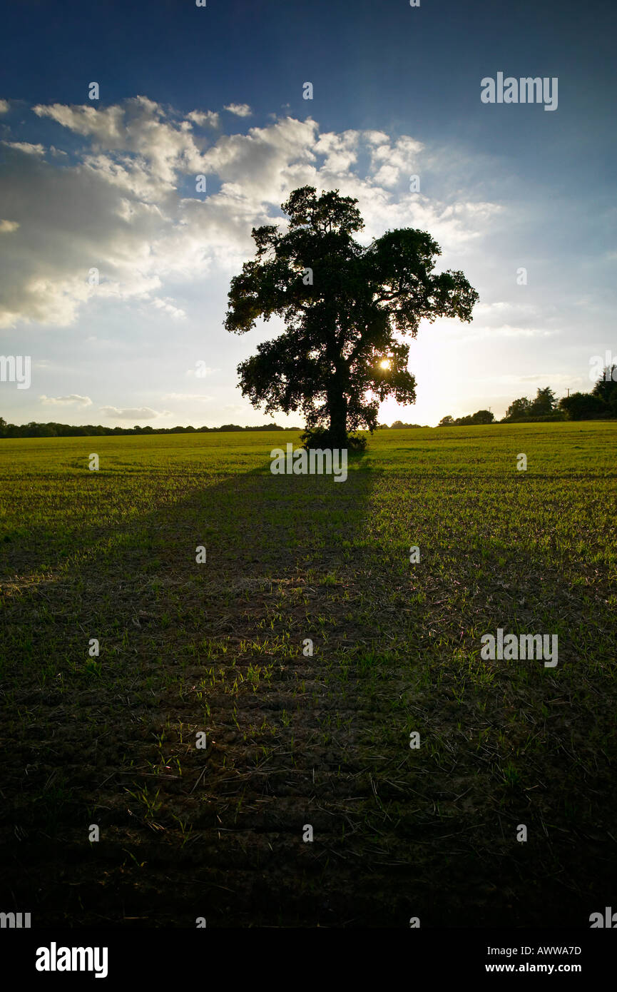simple rural scene with dramatic lighting Stock Photo - Alamy