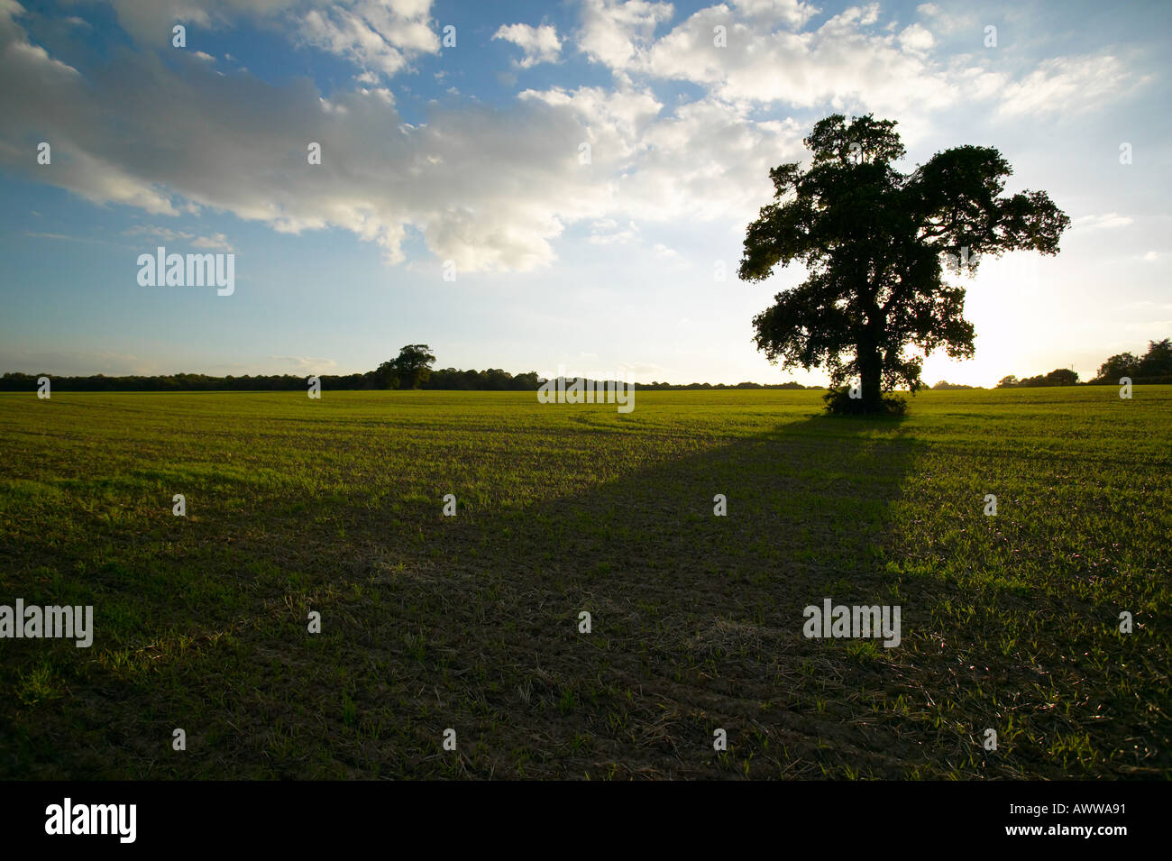 simple rural scene with dramatic lighting Stock Photo - Alamy