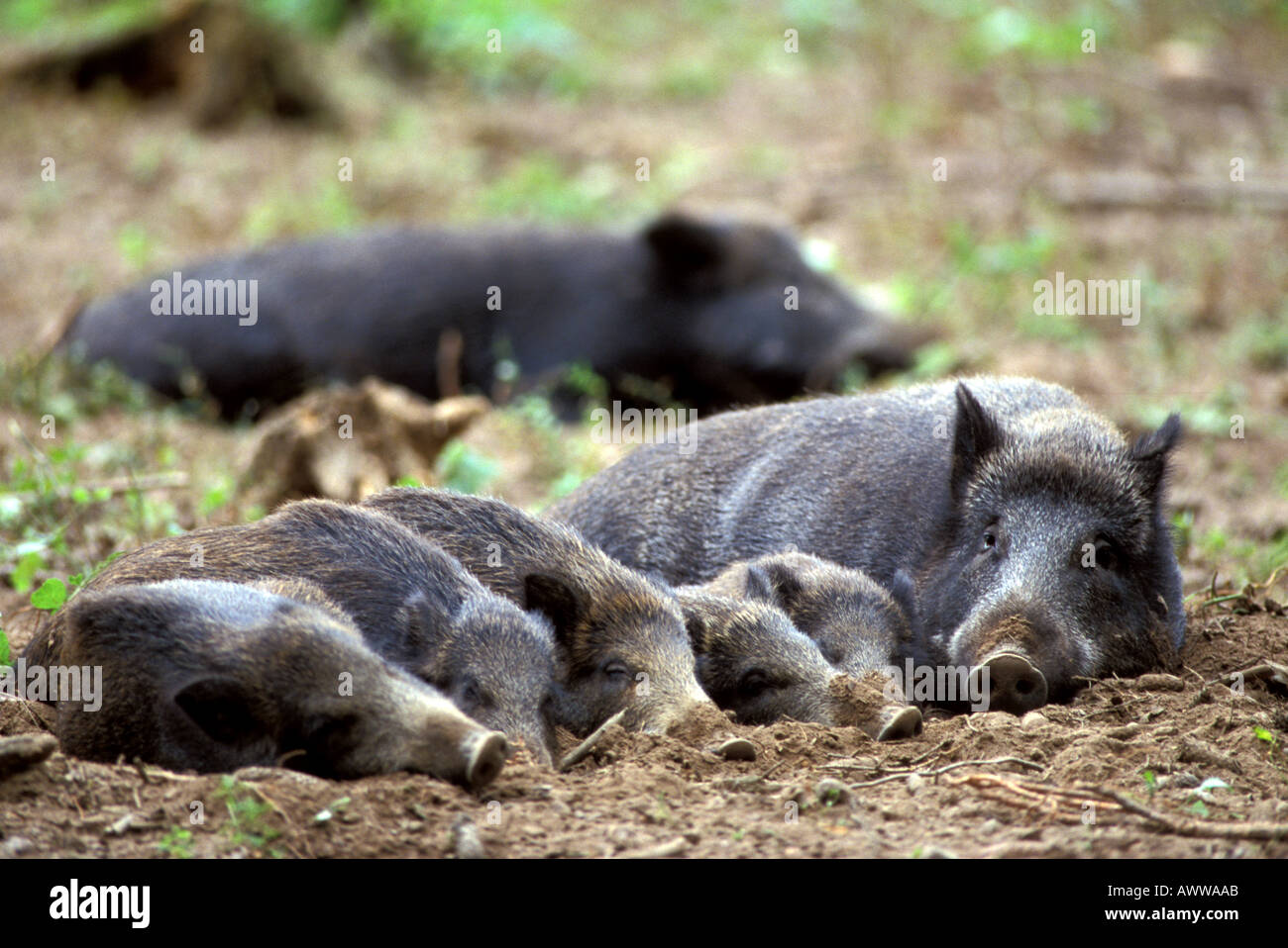 Sus scrofa Linnaeus, wild boars Stock Photo - Alamy