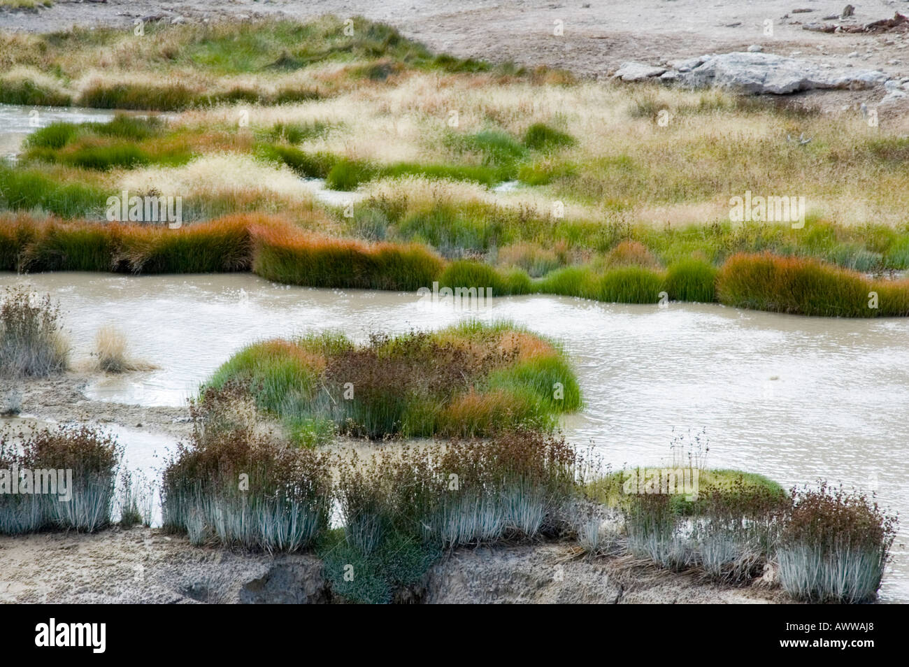 Mineral Pool and Grasses Yellowstone National Park USA Stock Photo - Alamy