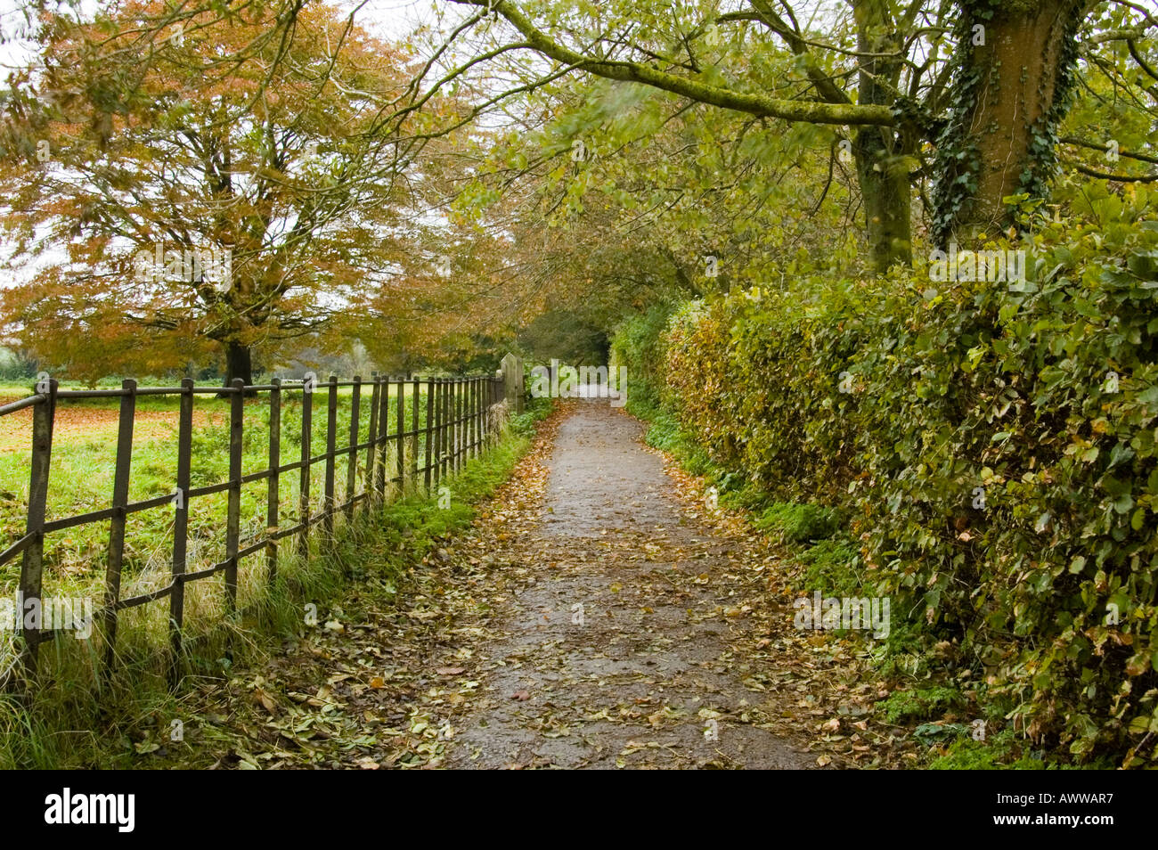 Fall hedge hi-res stock photography and images - Alamy