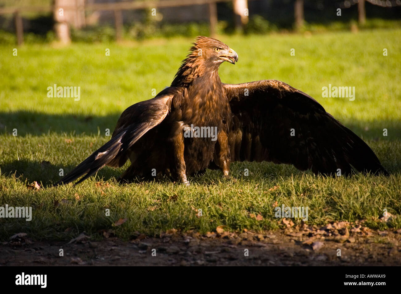 Golden Eagle Mantle over Prey (Aquila Chrysaetos Stock Photo - Alamy