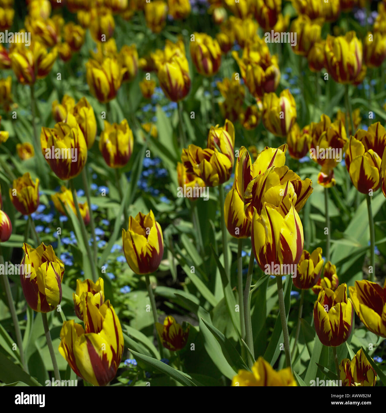 yellow and red tulips Stock Photo - Alamy