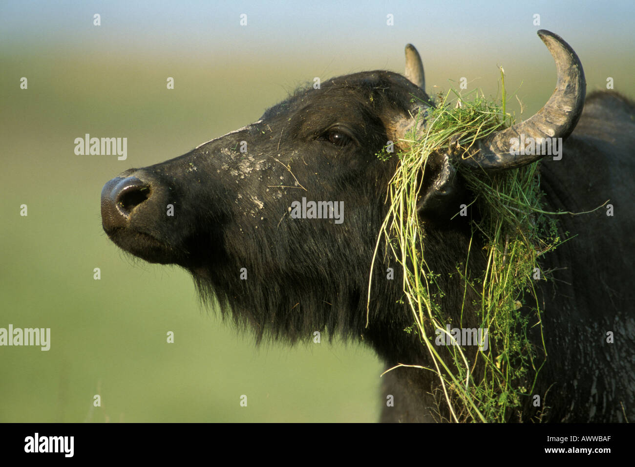Buffalo eye hi-res stock photography and images - Alamy