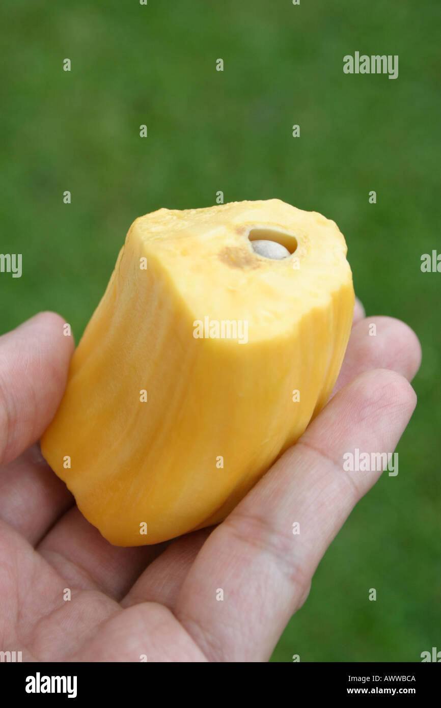 close up of seeds from Jackfruit nangka Artocarpus heterophyllus large ...