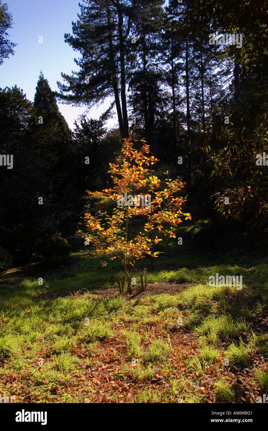 Sapling tree hi-res stock photography and images - Alamy