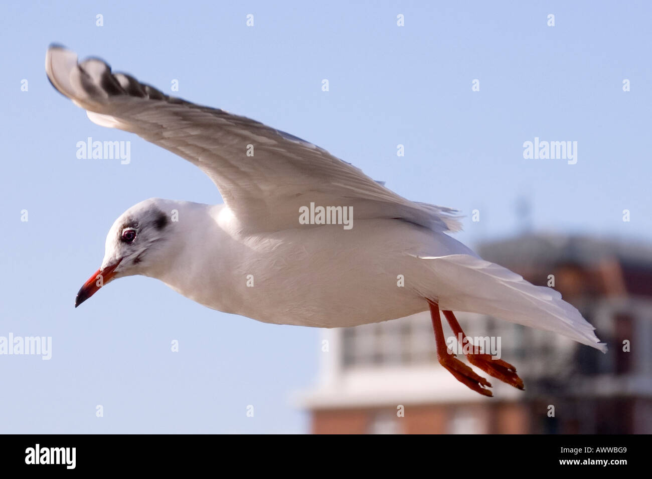 Little Gull in full flight (Larus Minutus Stock Photo - Alamy