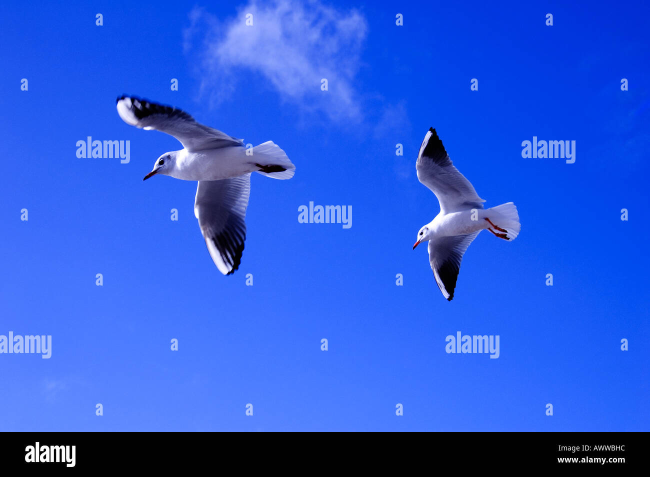 Pair of Little Gull Seagulls in flight in a blue sky (Larus Minutus ...