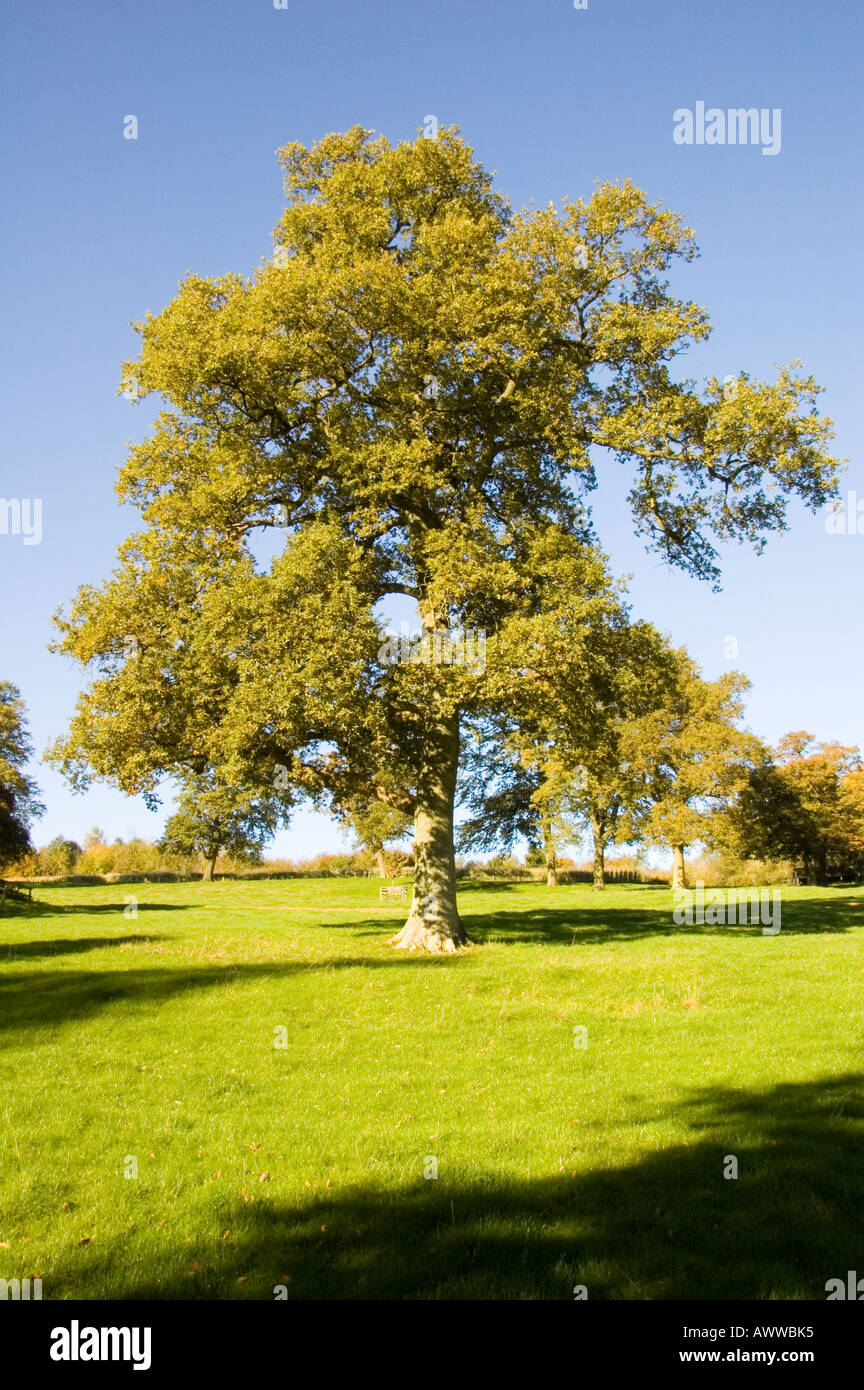 Lone Tree in sunlit Green field with Blue Sky Stock Photo - Alamy