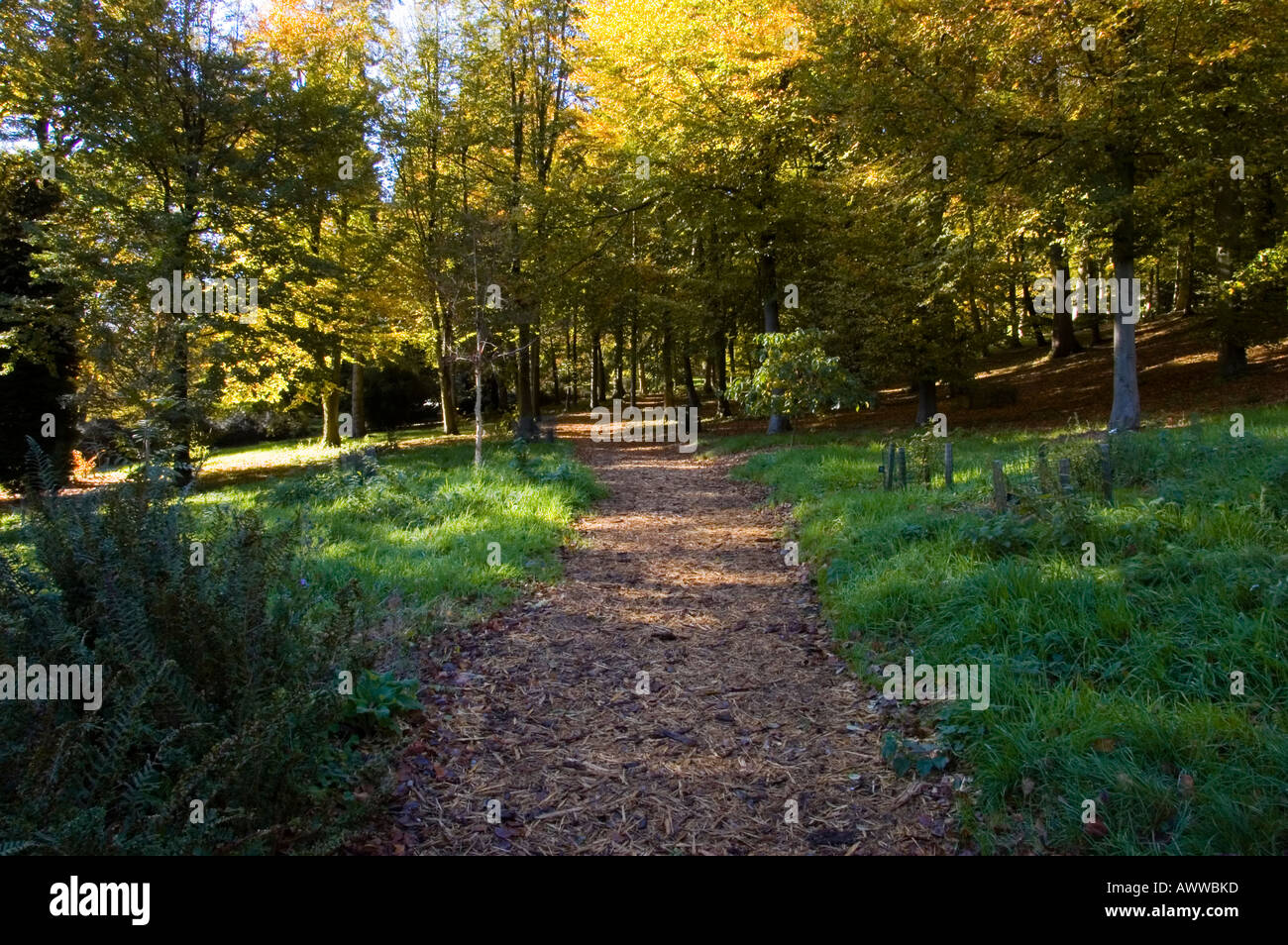 Woodland Path leading into the shot during the start of Autumn Stock ...