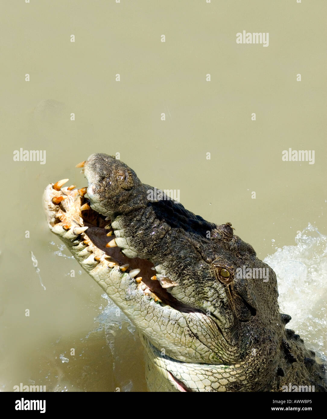 Crocodiles eating hi-res stock photography and images - Alamy