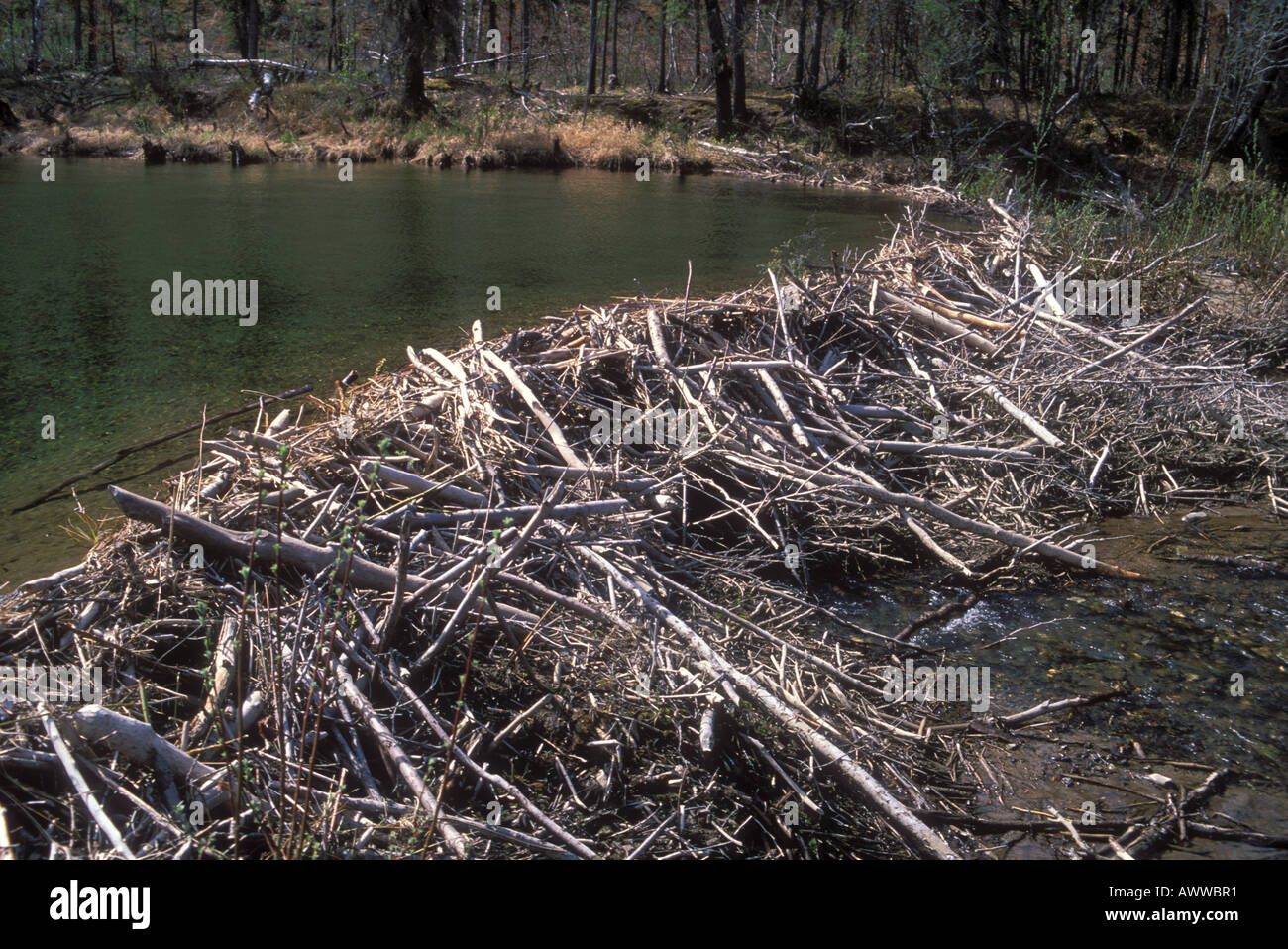 Beaver construction hi-res stock photography and images - Alamy