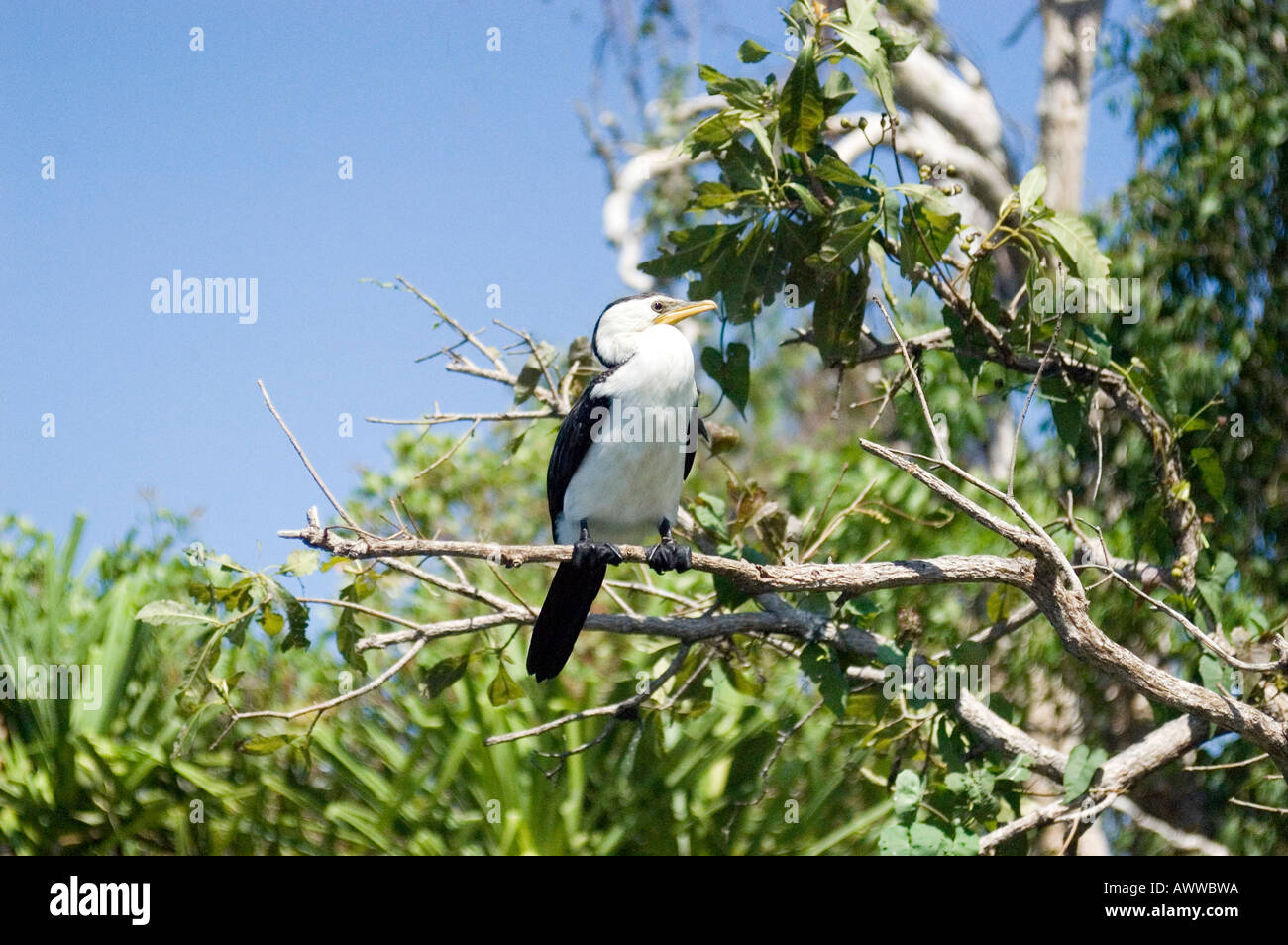 Bill a bong hi-res stock photography and images - Alamy