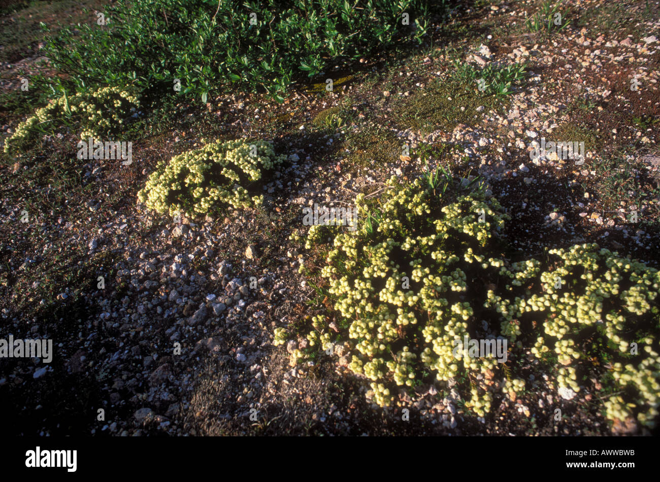 Lava volcano plant hi-res stock photography and images - Alamy
