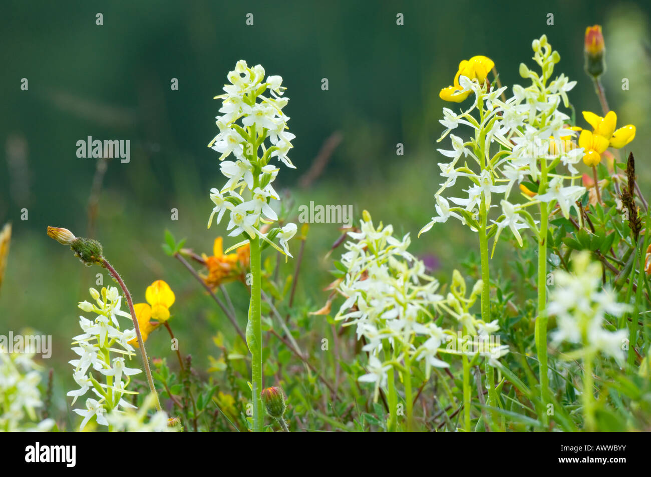 A field of Lesser Butterfly Orchids, Platenthera bifolia, in the ...