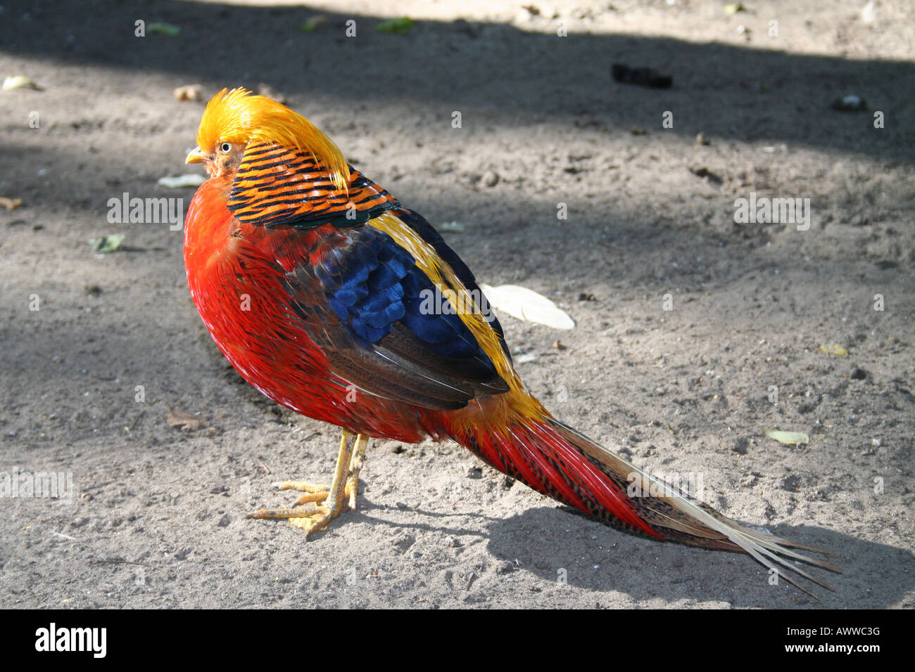 Beautiful gorgeous pheasant , in the coloured dress. Chrysolophus ...