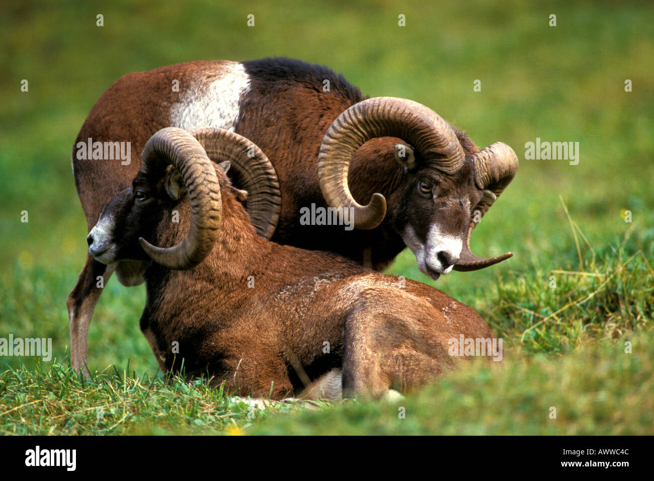 Mufflons hi-res stock photography and images - Alamy