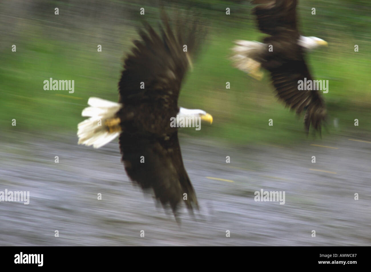 Bald Eagles in flight Alaska Stock Photo - Alamy