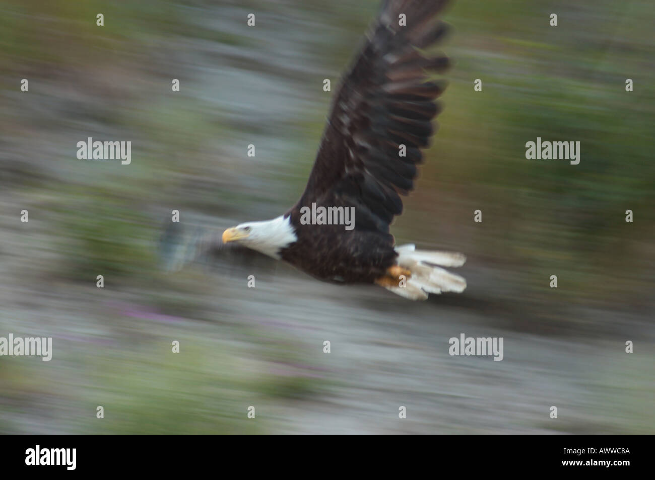Bald Eagle in flight Alaska Stock Photo - Alamy