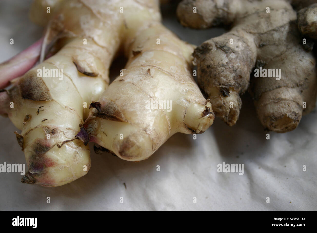 Zingiber officinalis hi-res stock photography and images - Alamy