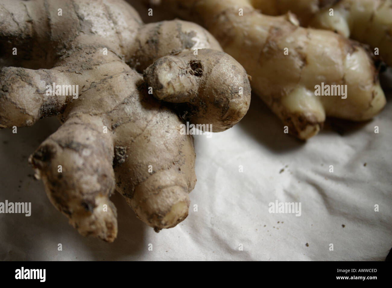 closeup of old ginger young ginger in the background horizontal root of ...