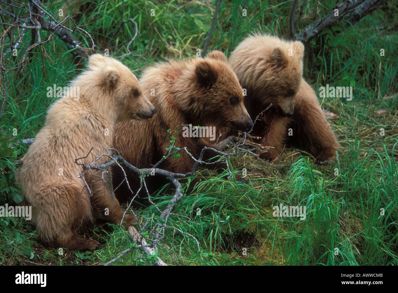 Triplets Brown bear cubs Ursus arctos Katmai National park Alaska Stock ...