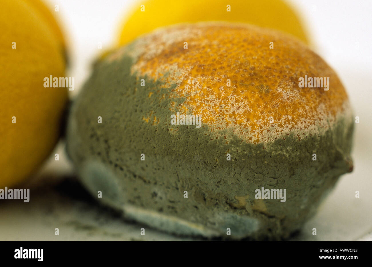 Lemons mould hi-res stock photography and images - Alamy