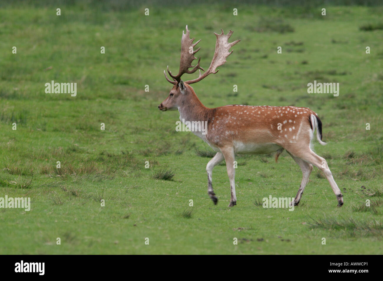 Fallow deer dama walking hi-res stock photography and images - Alamy