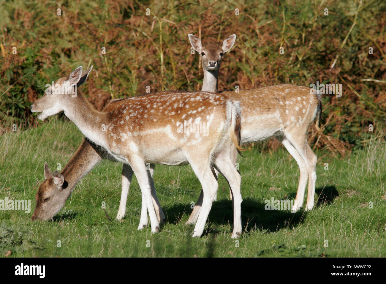 Fallow Deer female Stock Photo - Alamy