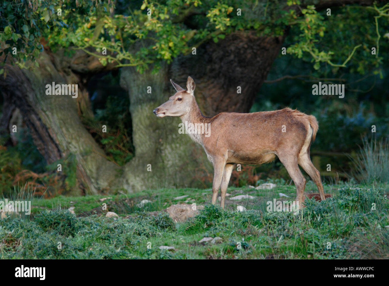Red Deer female Stock Photo - Alamy