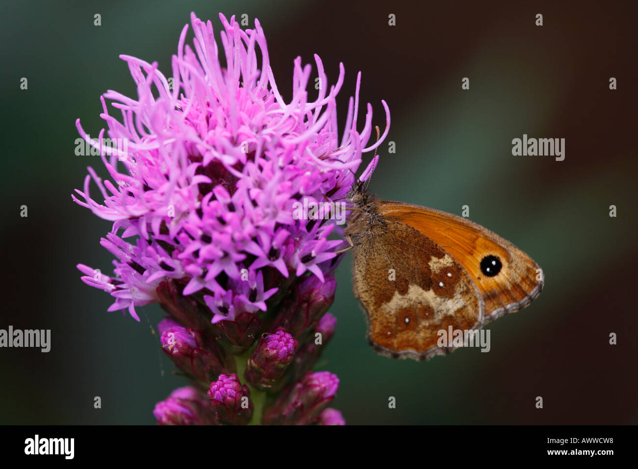 Gatekeeper butterfly and flower hi-res stock photography and images - Alamy