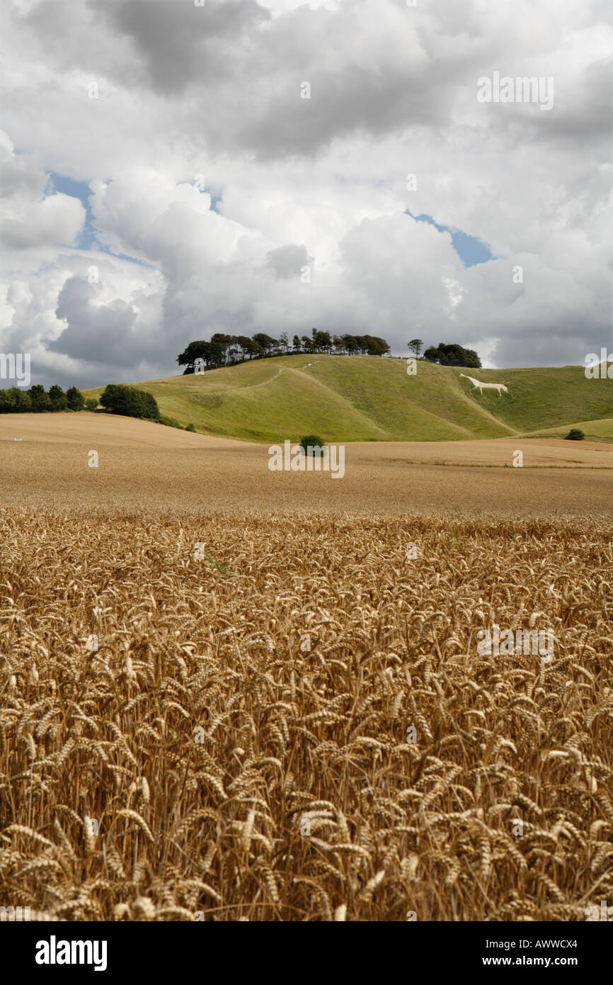 Cherhill Horse High Resolution Stock Photography and Images - Alamy