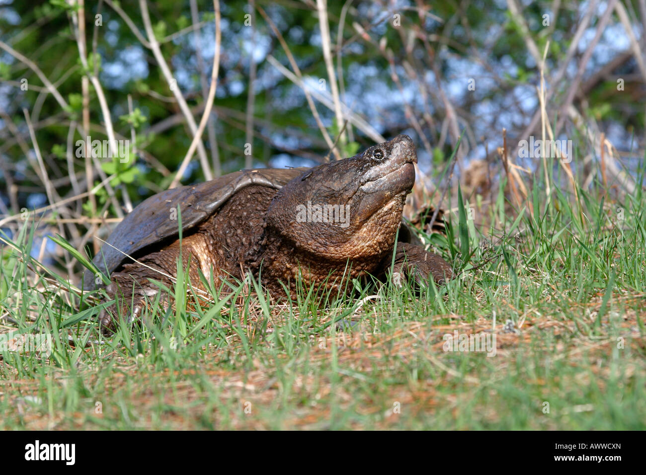Big snapping turtle hi-res stock photography and images - Alamy