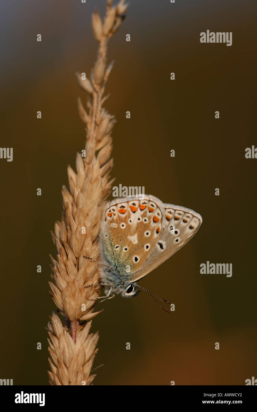 Common Blue Butterfly Stock Photo - Alamy