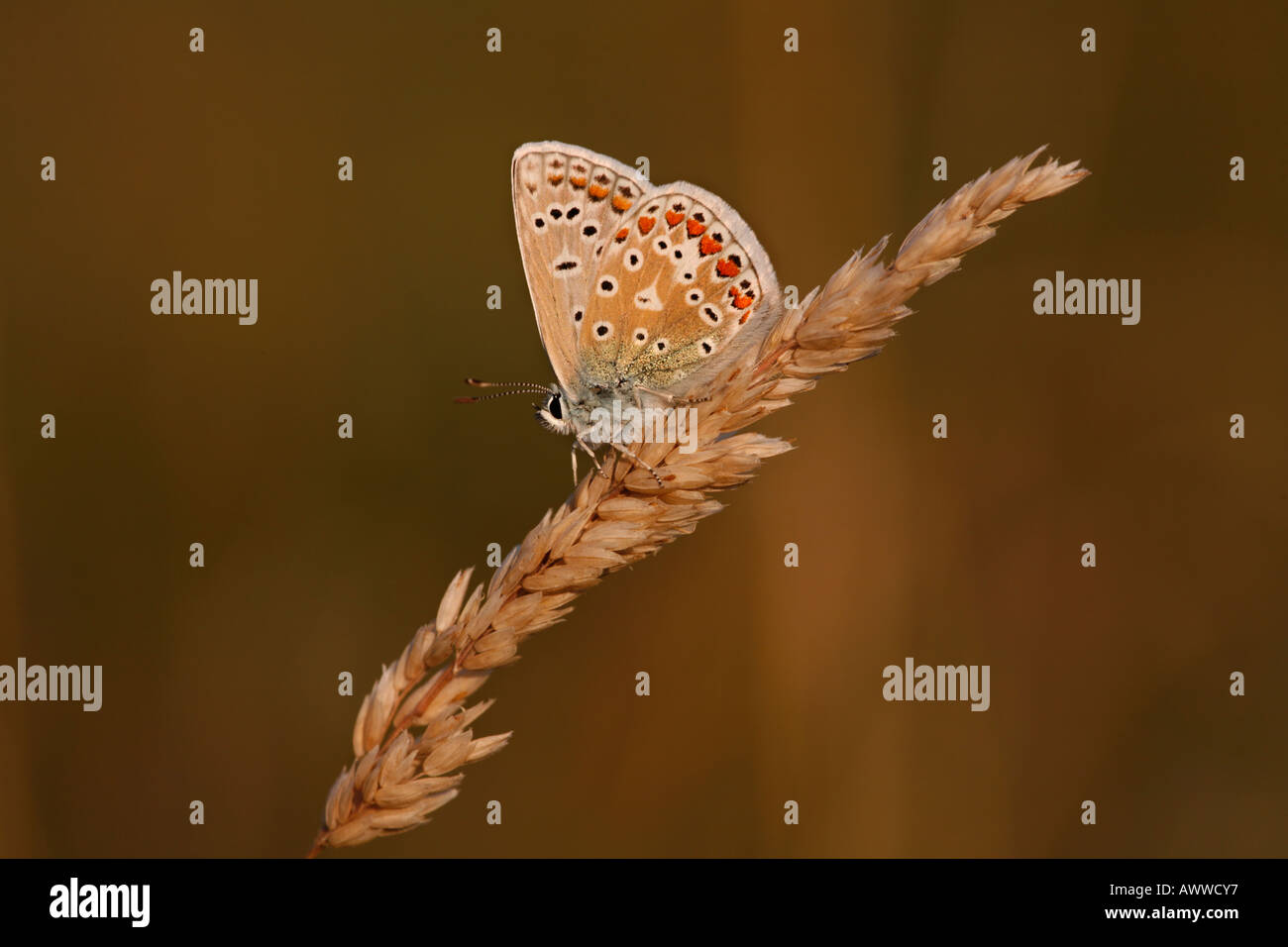 Common Blue Butterfly Stock Photo - Alamy