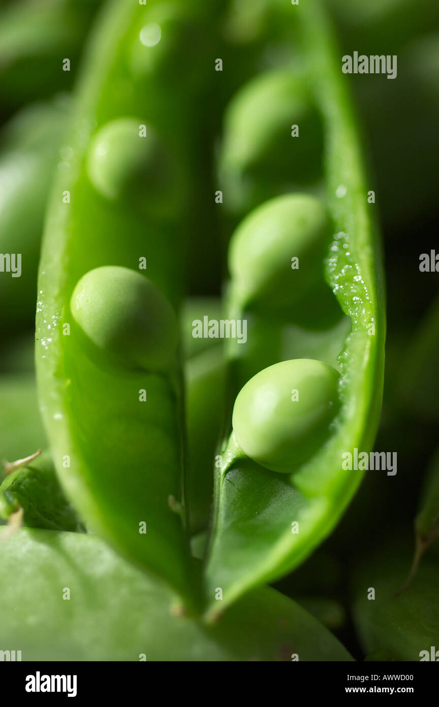 Snowpea plant hi-res stock photography and images - Alamy