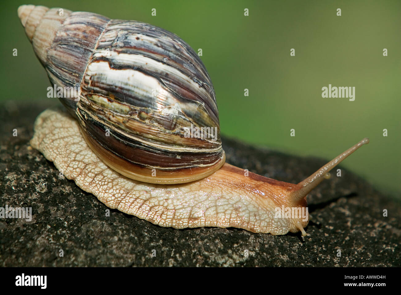 GIANT SNAIL - ACHATINA FULICA - REUNION ISLAND Stock Photo - Alamy