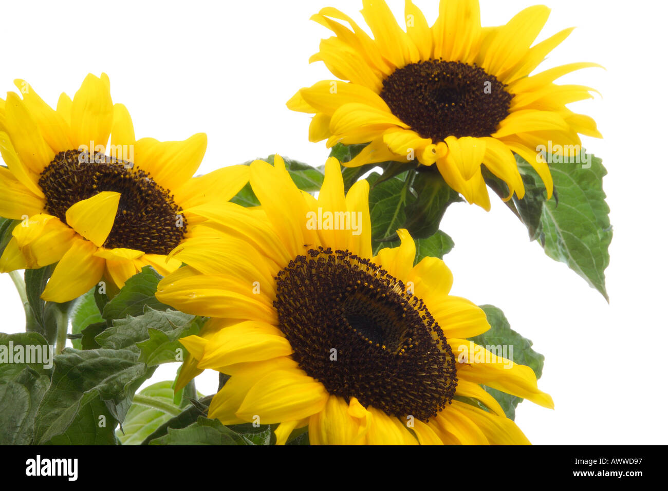 Closeup shot beautiful sunflowers hi-res stock photography and images ...