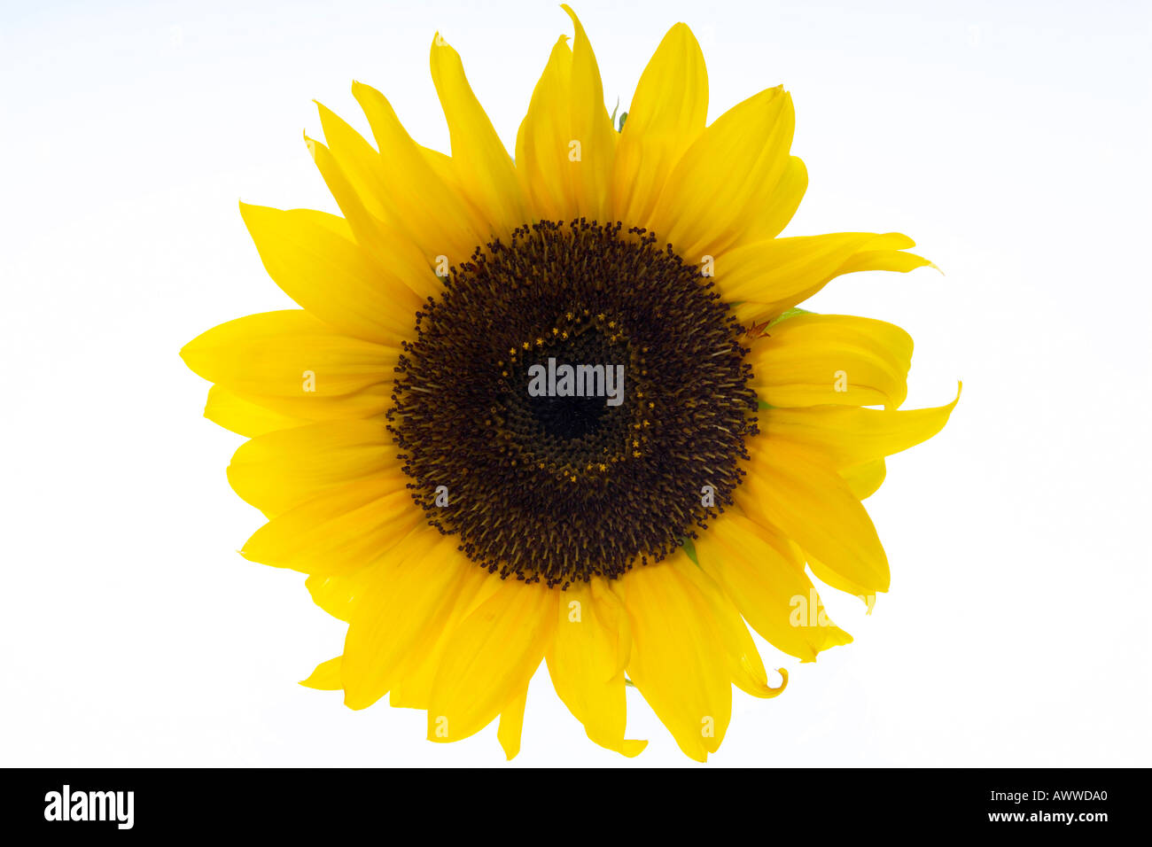 Numbers flowers sunflower hi-res stock photography and images - Alamy