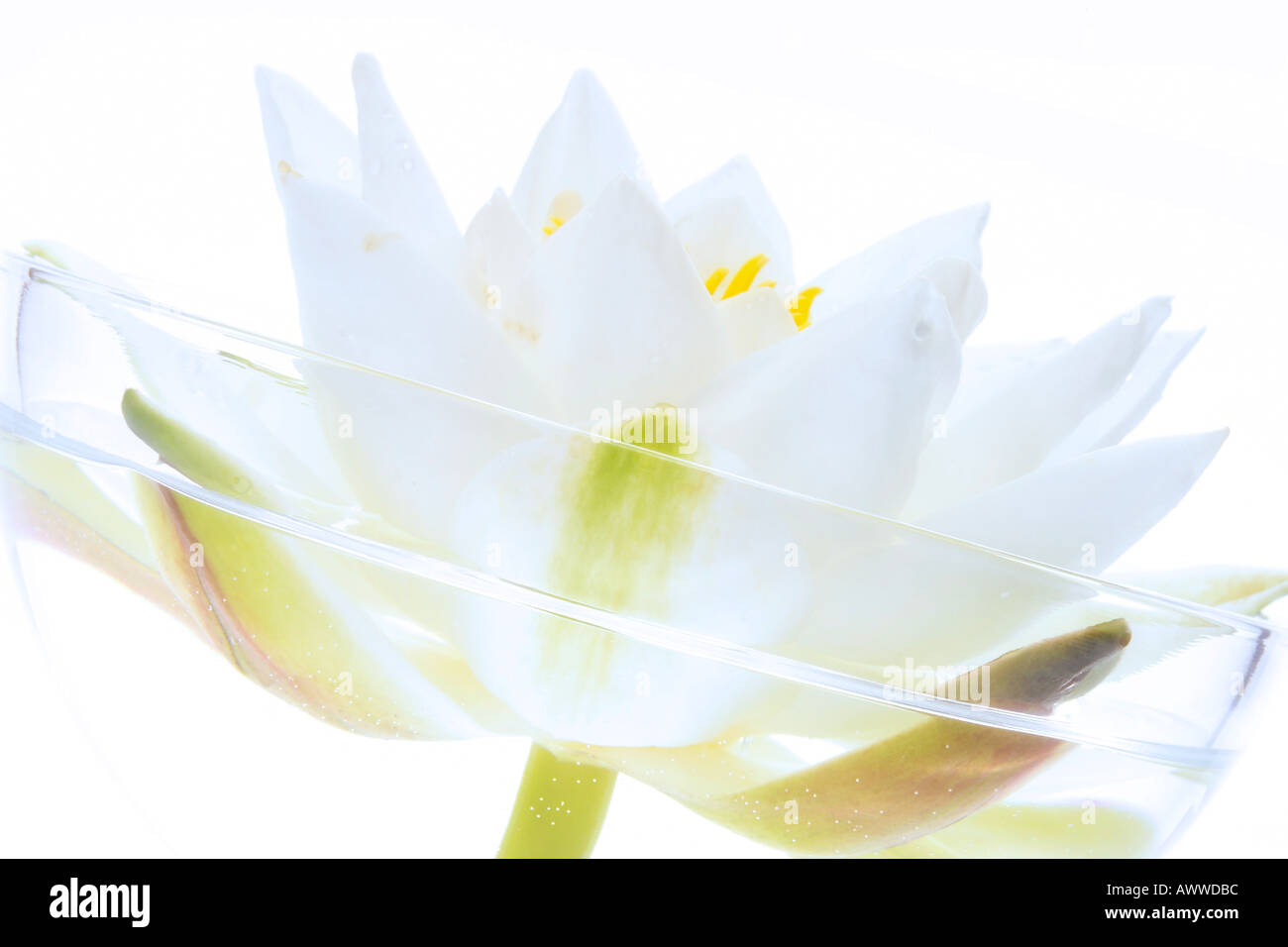 Hydrophyten hi-res stock photography and images - Alamy