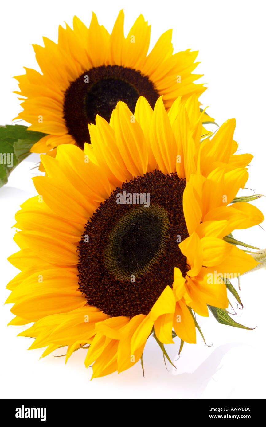 Still life with two sunflowers hi-res stock photography and images - Alamy