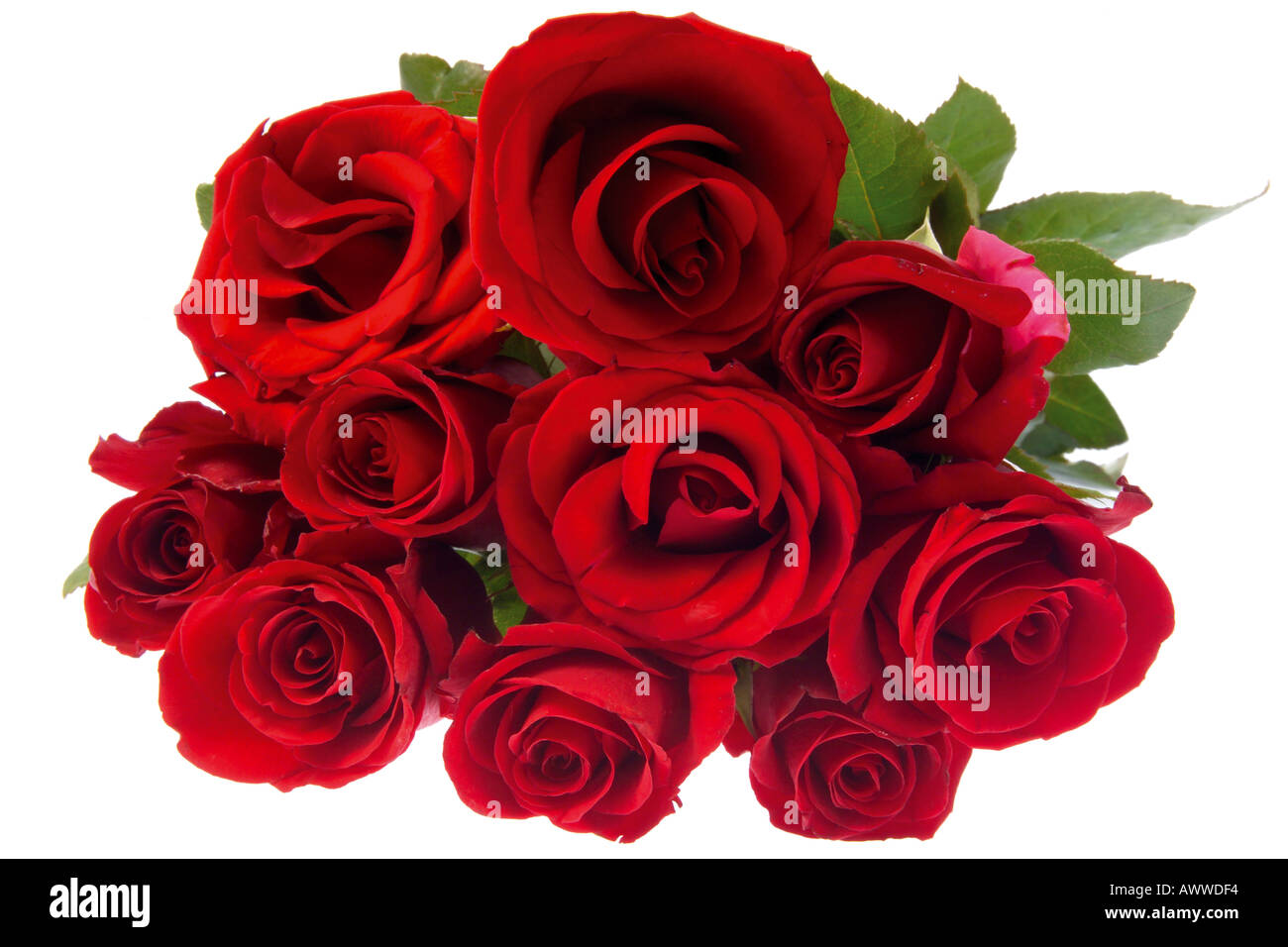 Bunch of roses and close up cutout hi-res stock photography and images ...