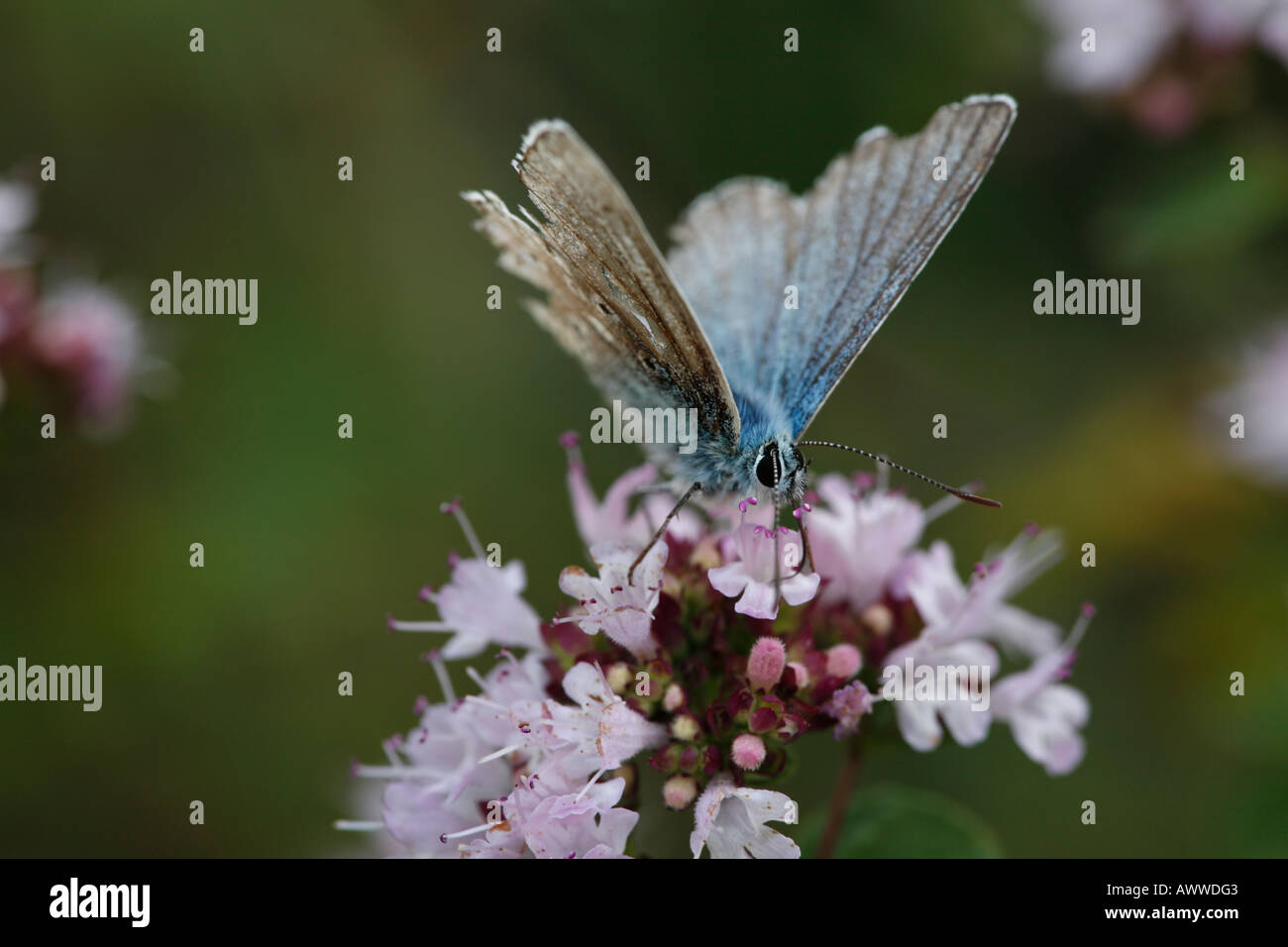 Chalkhill Blue Butterfly Stock Photo - Alamy