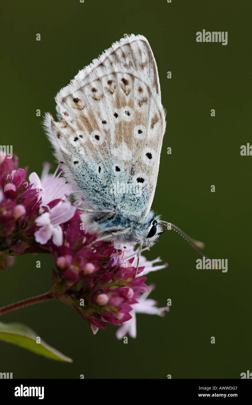 Chalkhill Blue Butterfly Stock Photo - Alamy