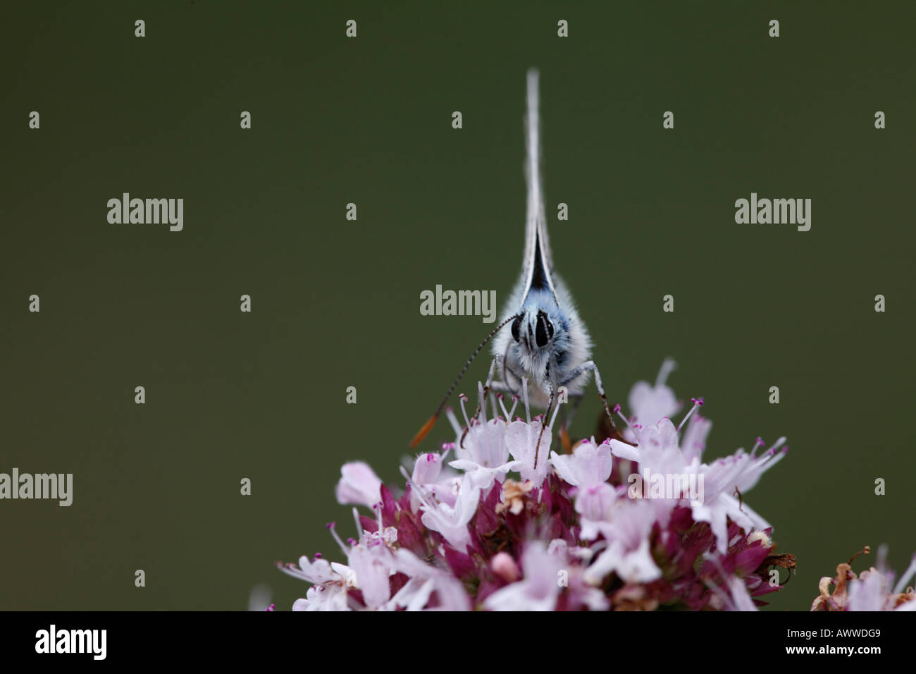 Chalkhill Blue Butterfly Stock Photo - Alamy