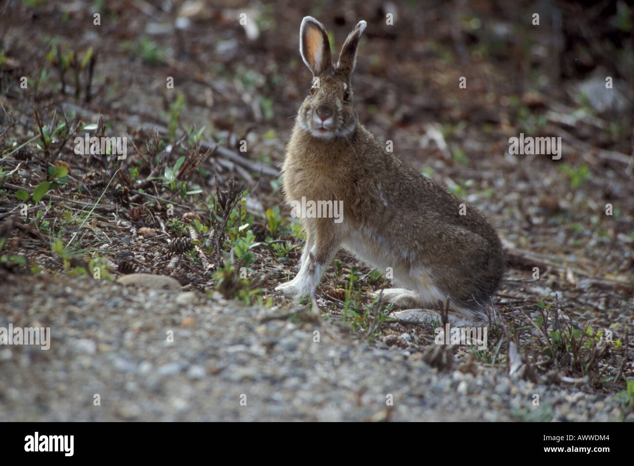 Snow shoe hare hi-res stock photography and images - Alamy