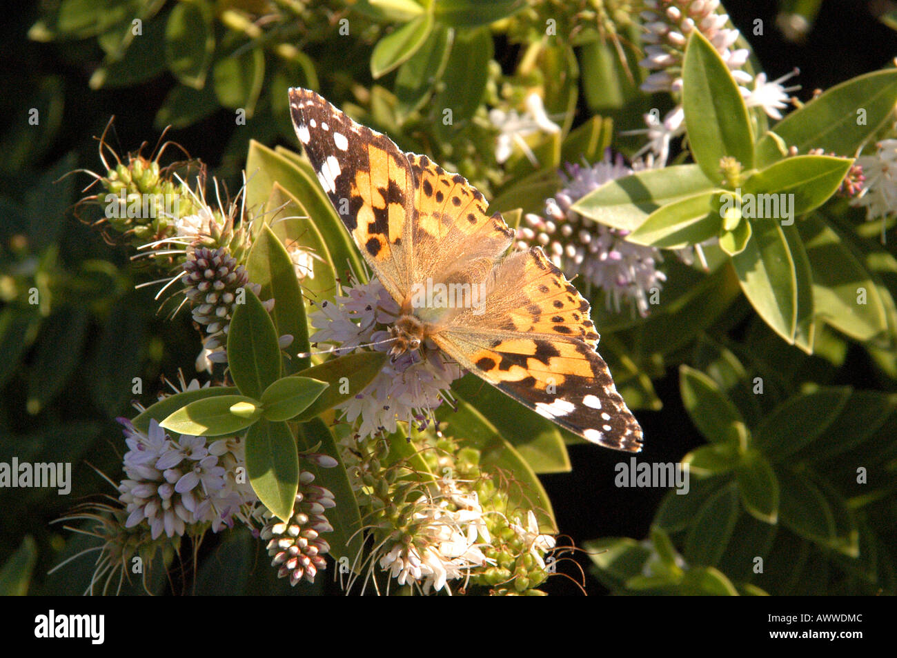 Painted Lady butterfly Stock Photo - Alamy