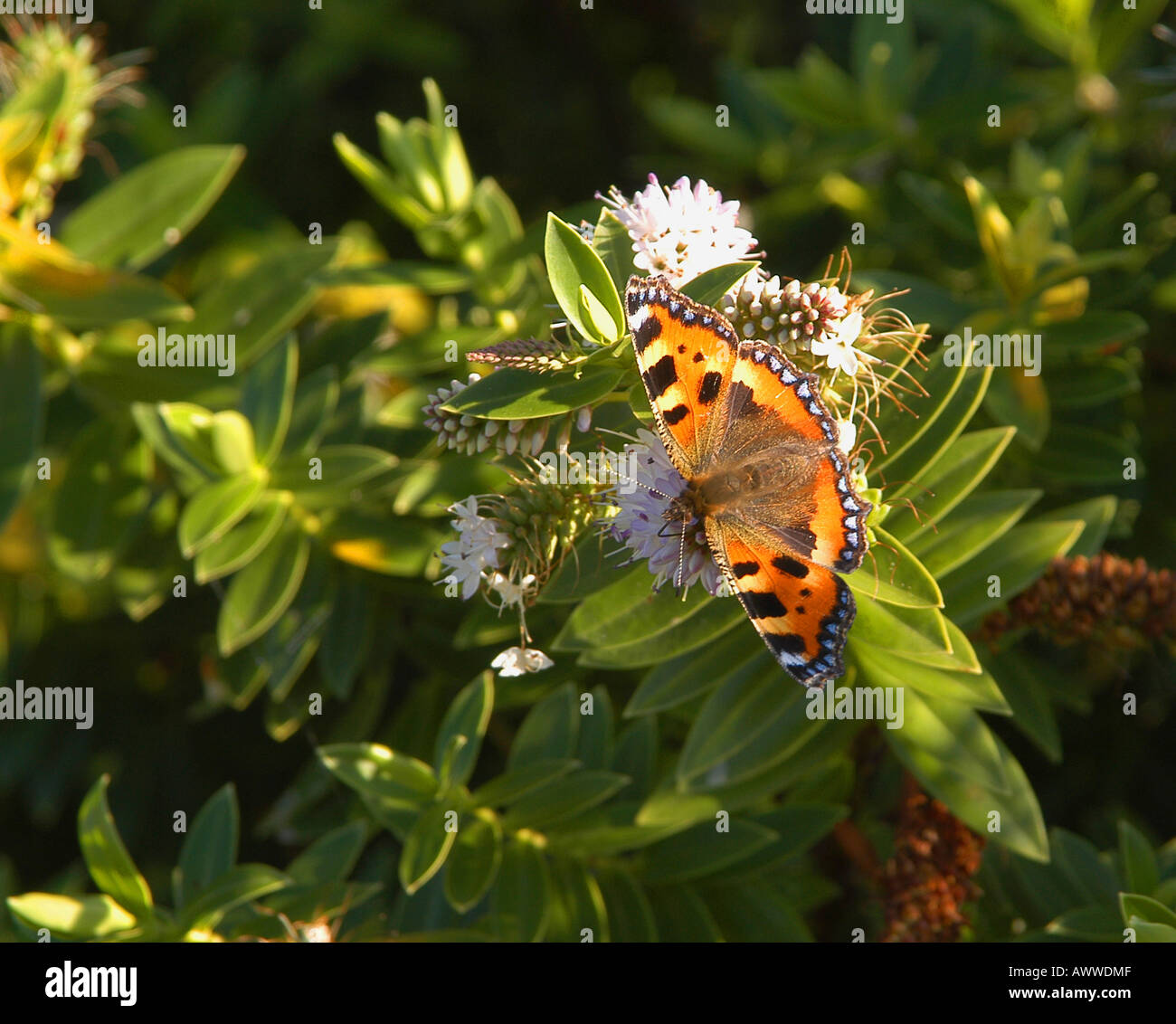 painted lady butterfly basking in the sun Stock Photo - Alamy