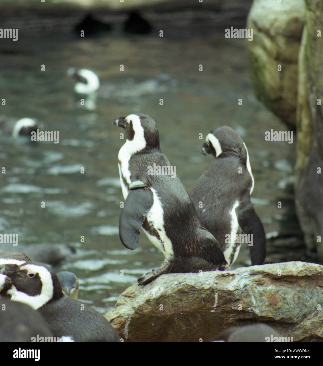 Penguin enclosure bristol zoo hi-res stock photography and images - Alamy